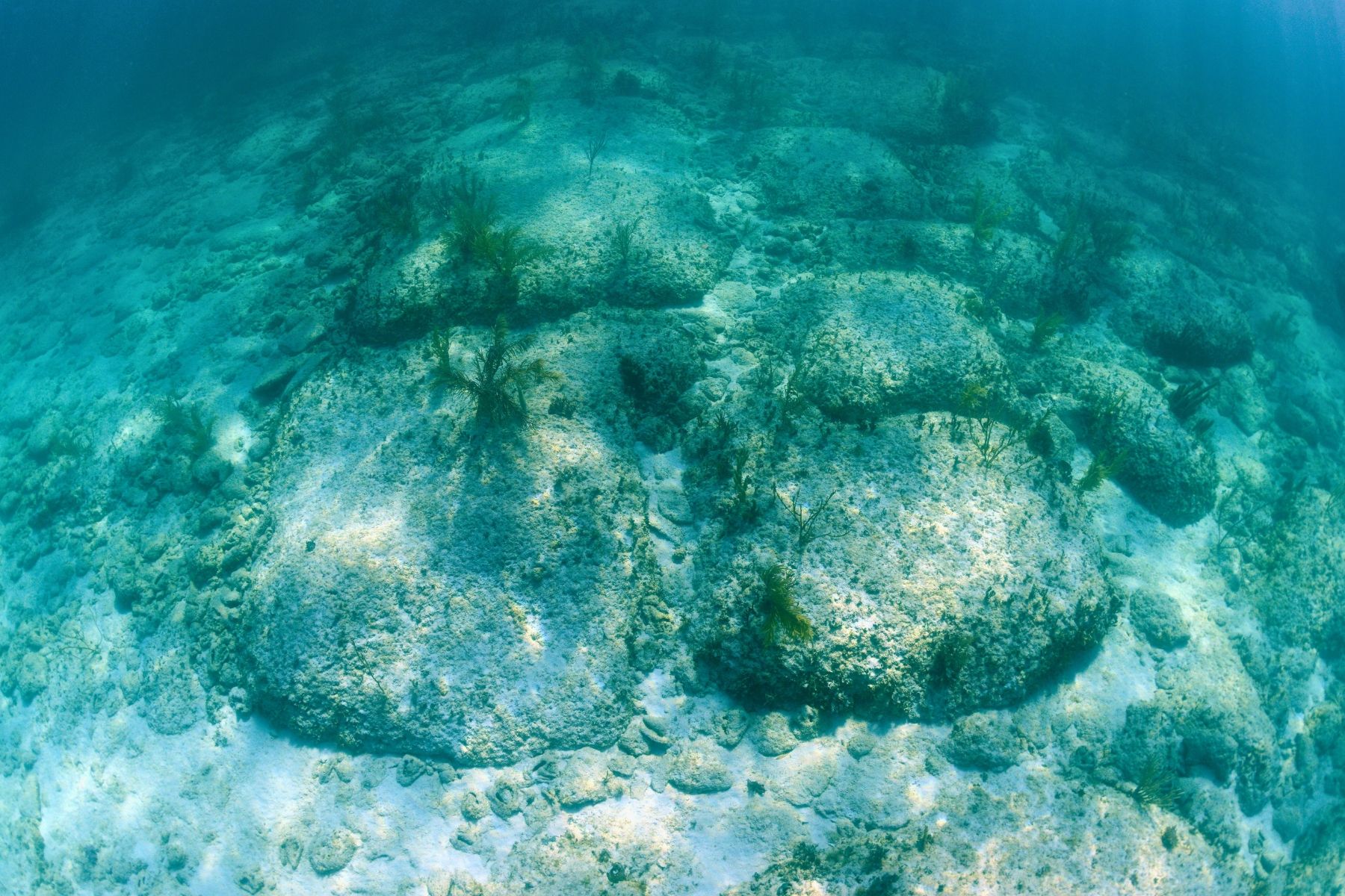 Our Picks for the Best Things to Do in Bimini Bahamas on a Cruise